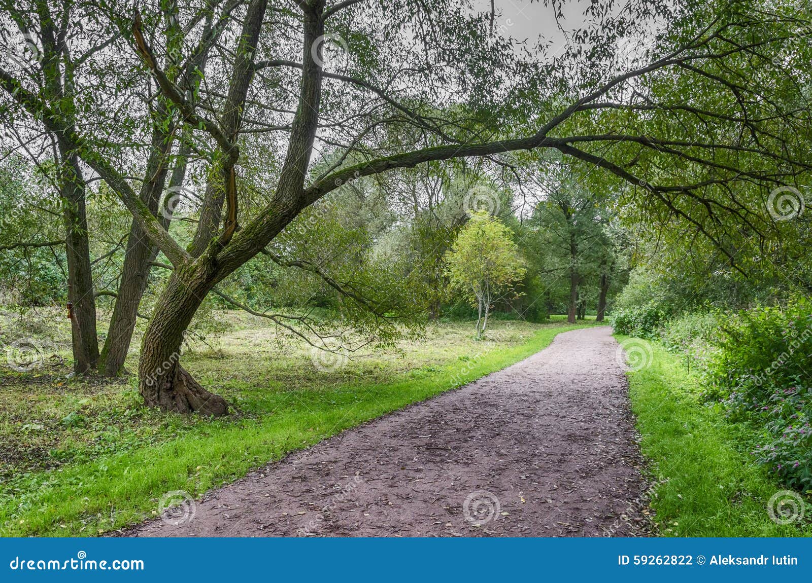 The road in the Park stock photo. Image of natural, lush - 59262822