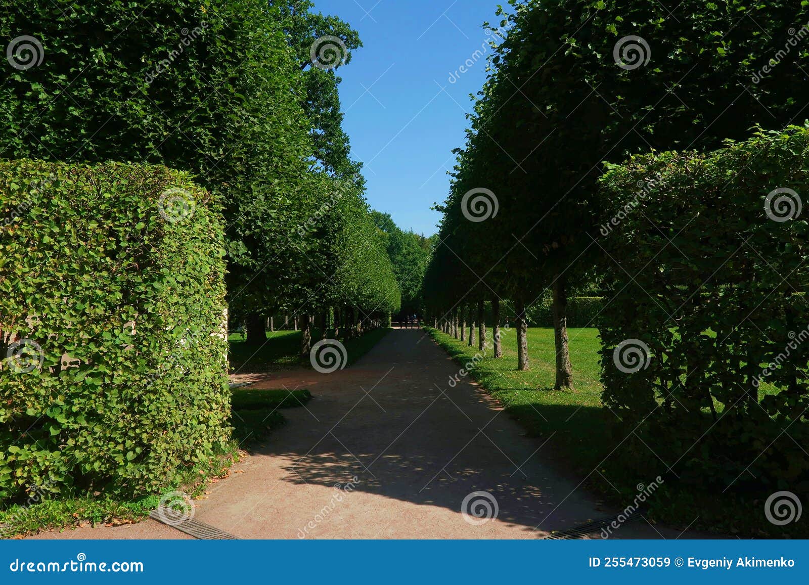 Road in the Park among Green Trees Stock Image - Image of estate, tree ...