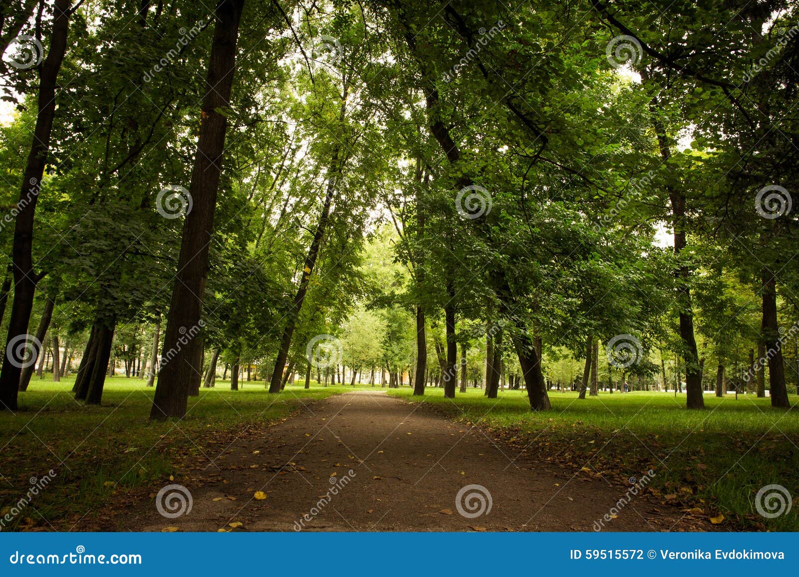 The road in park stock photo. Image of park, road, forest - 59515572