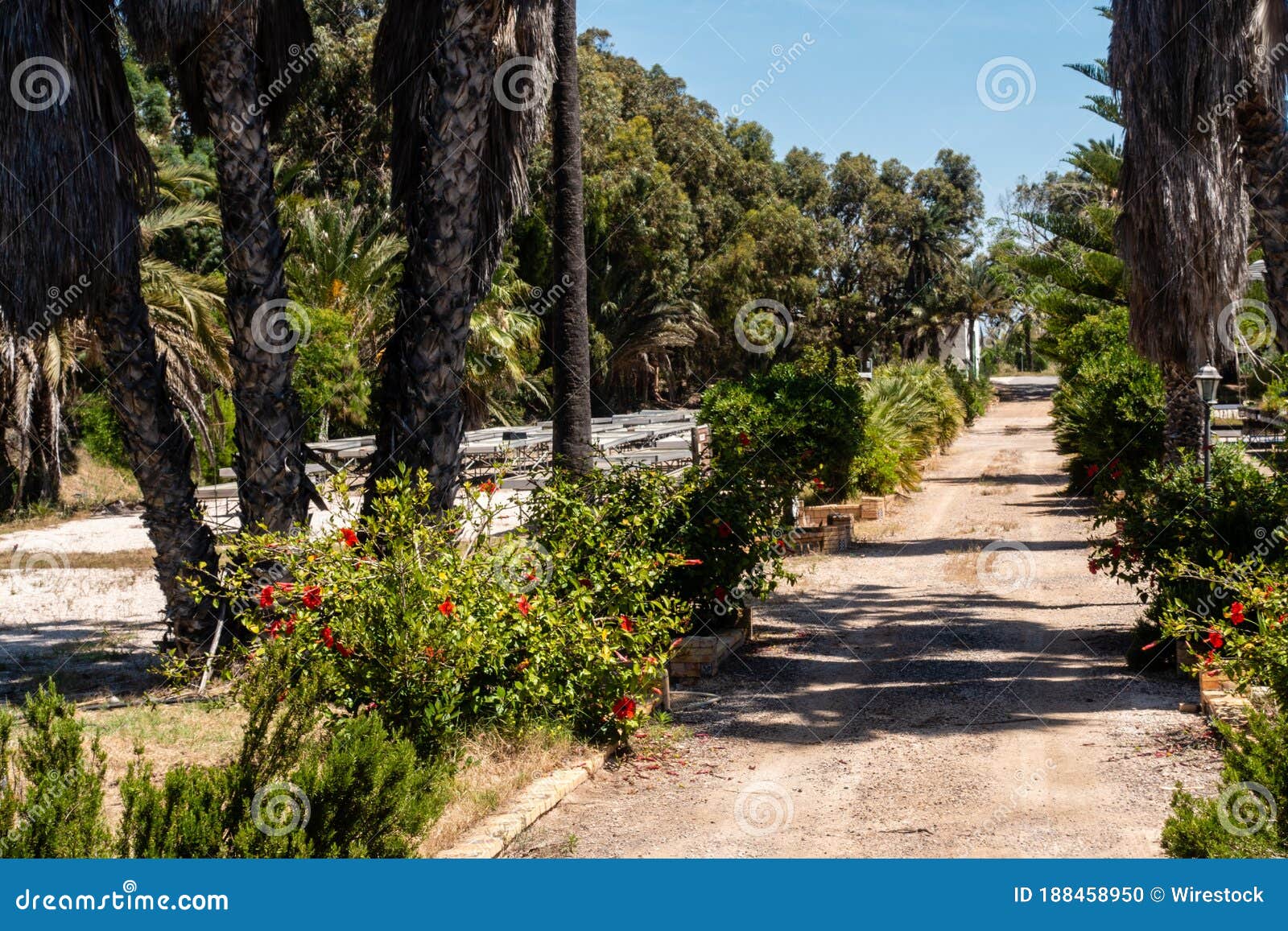Road in the Park in Guardamar, Spain Stock Photo - Image of spain ...