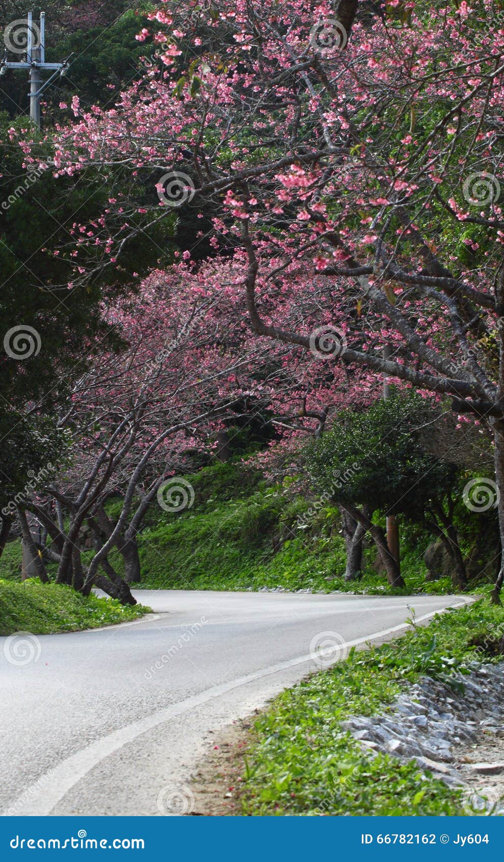 Road Of Sakura Illuminate, Tunnel Of Sakura In Shodoshima Island ...