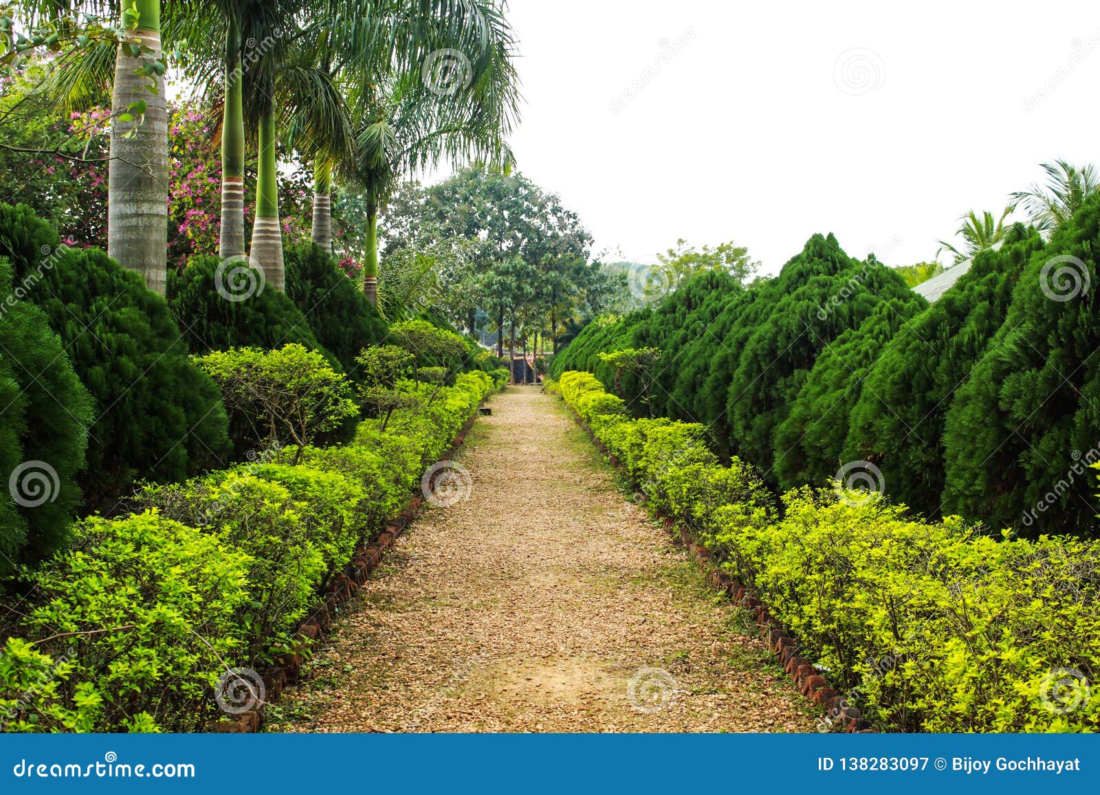 Road in a Park with Side Tree Stock Image - Image of farming, cloud ...