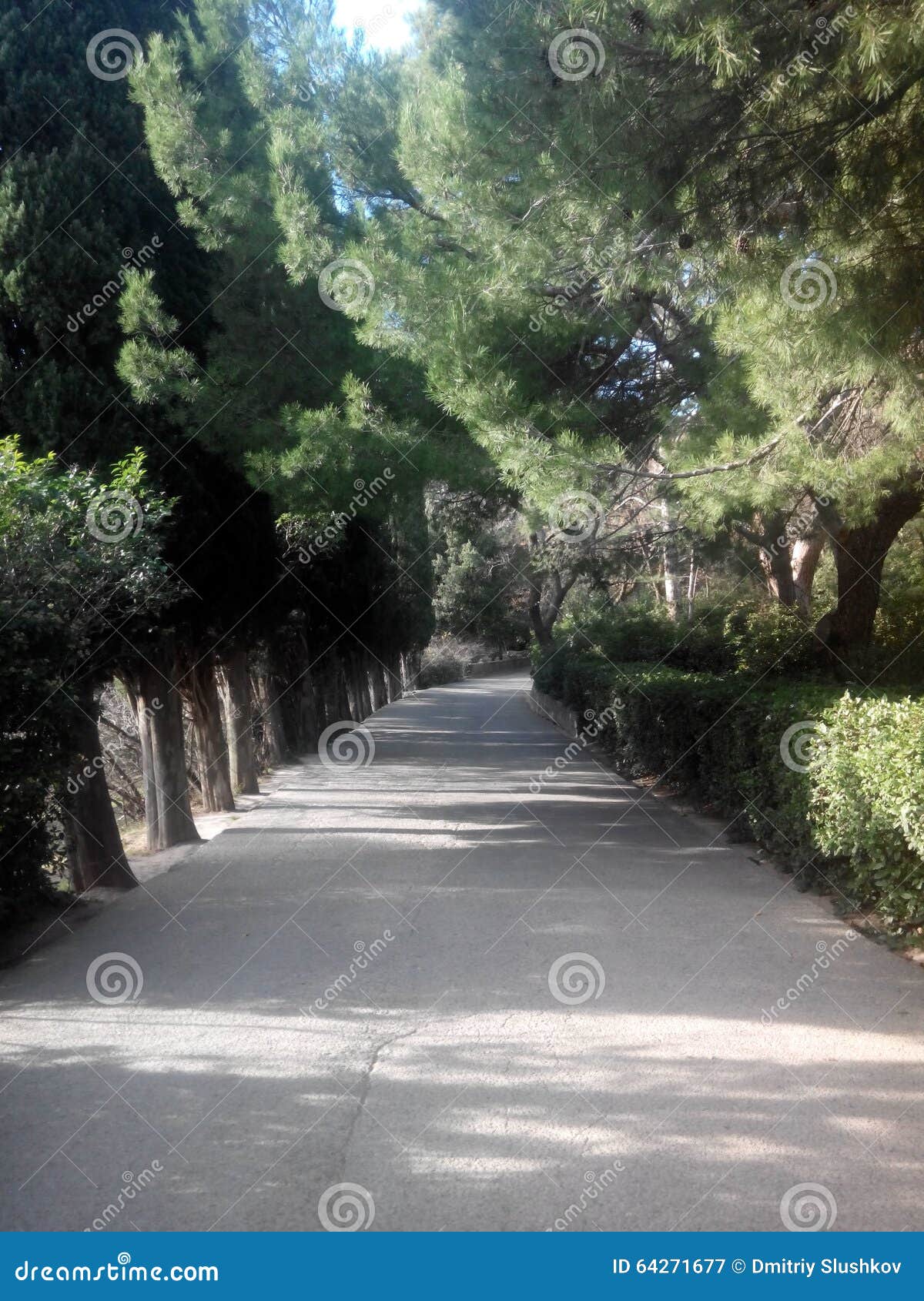 The road in the park stock image. Image of rural, road - 64271677