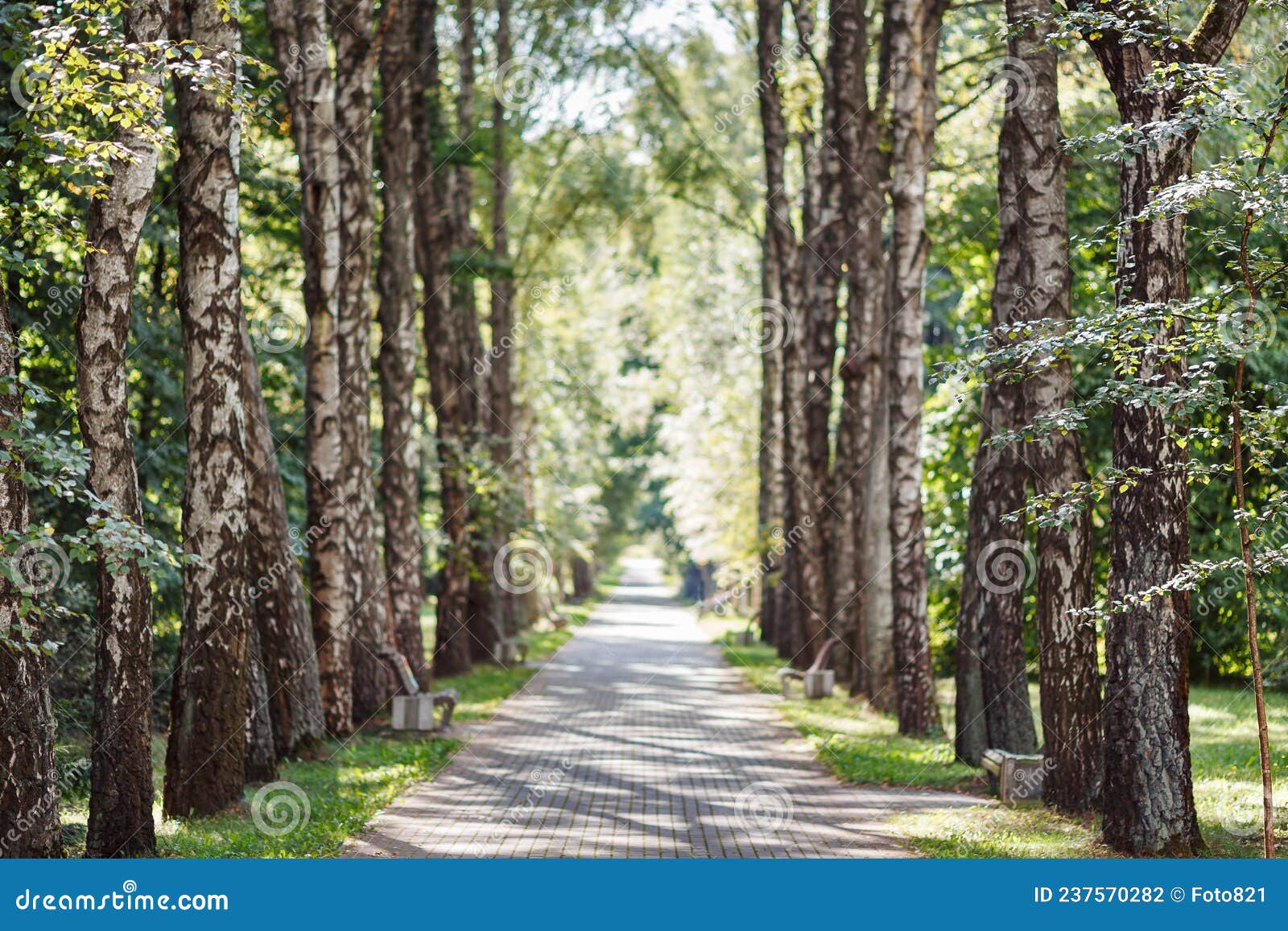 Road in the Park among Tall Trees Stock Photo - Image of landscape ...