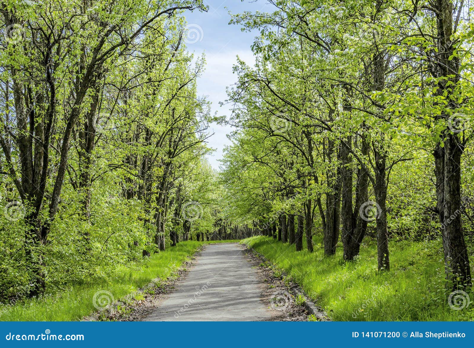 Road in the Park with Trees and Green Grass Stock Photo - Image of ...