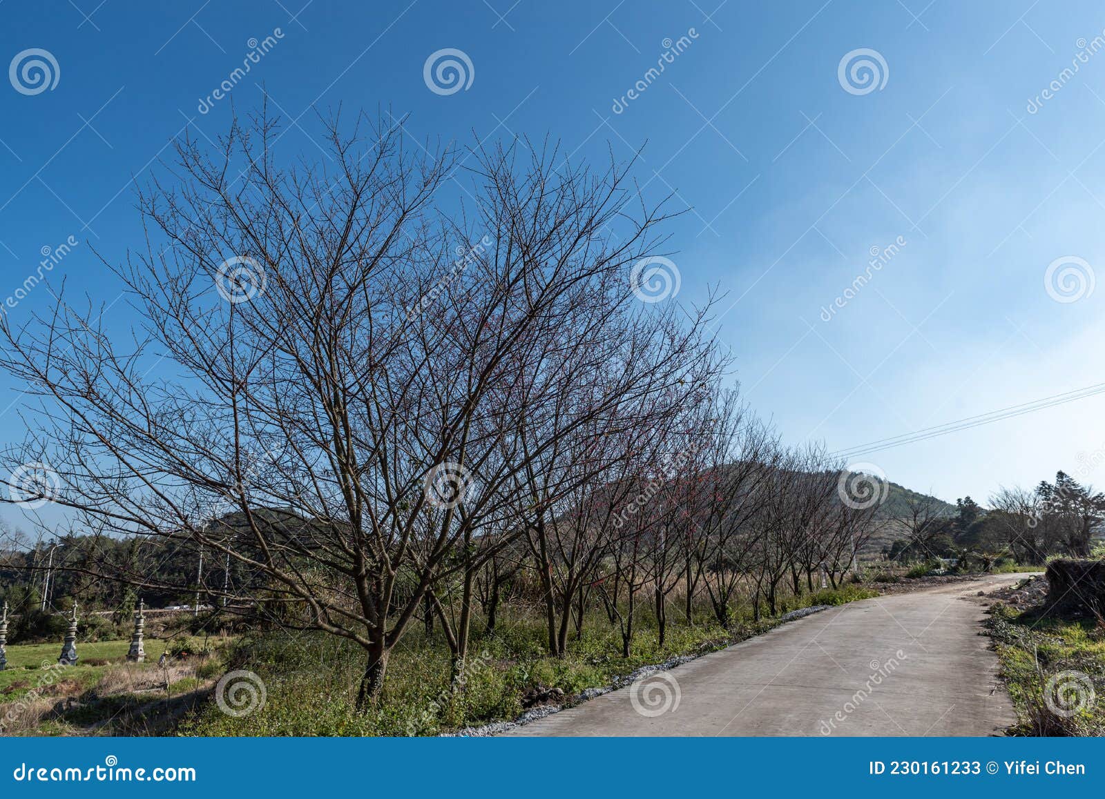 A Road Passes through Cherry Trees Stock Image - Image of season ...