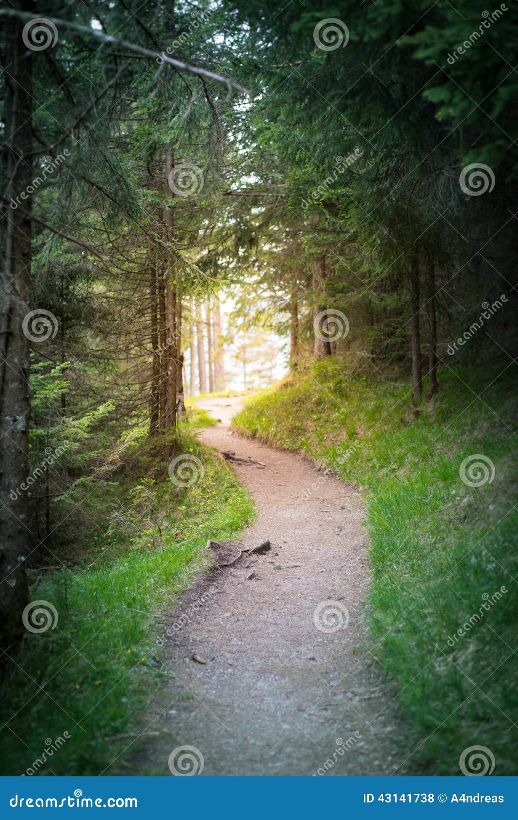 3,920 Path Goes Forest Stock Photos - Free & Royalty-Free Stock Photos ...