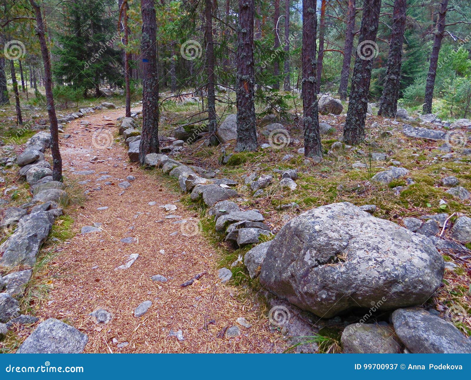 Road Path Trail in the Mountain Pine Forests Stock Image - Image of ...