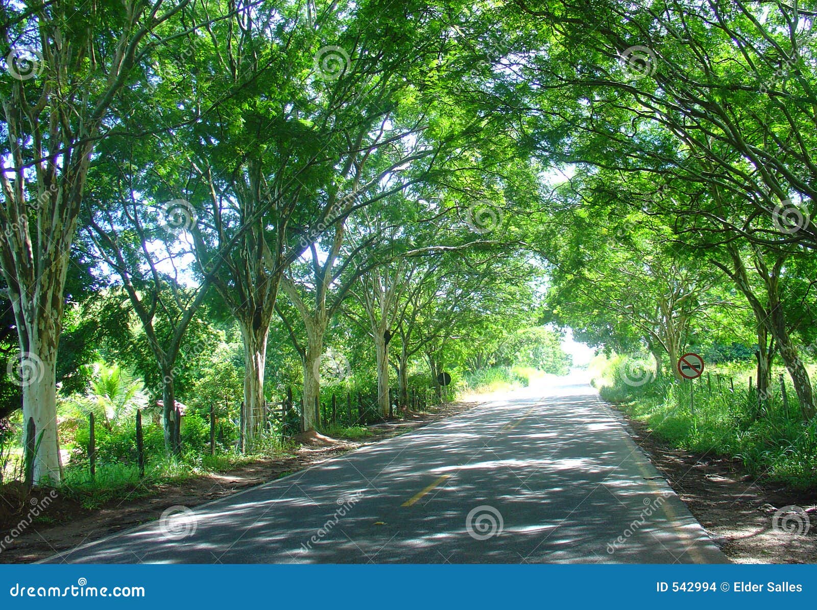 Road path of trees stock photo. Image of fall, branch, peace - 542994