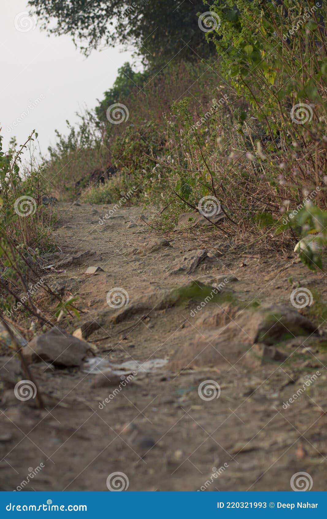 Road Path with Trees ,plants and Shrubs on Both the Side in Forest ...