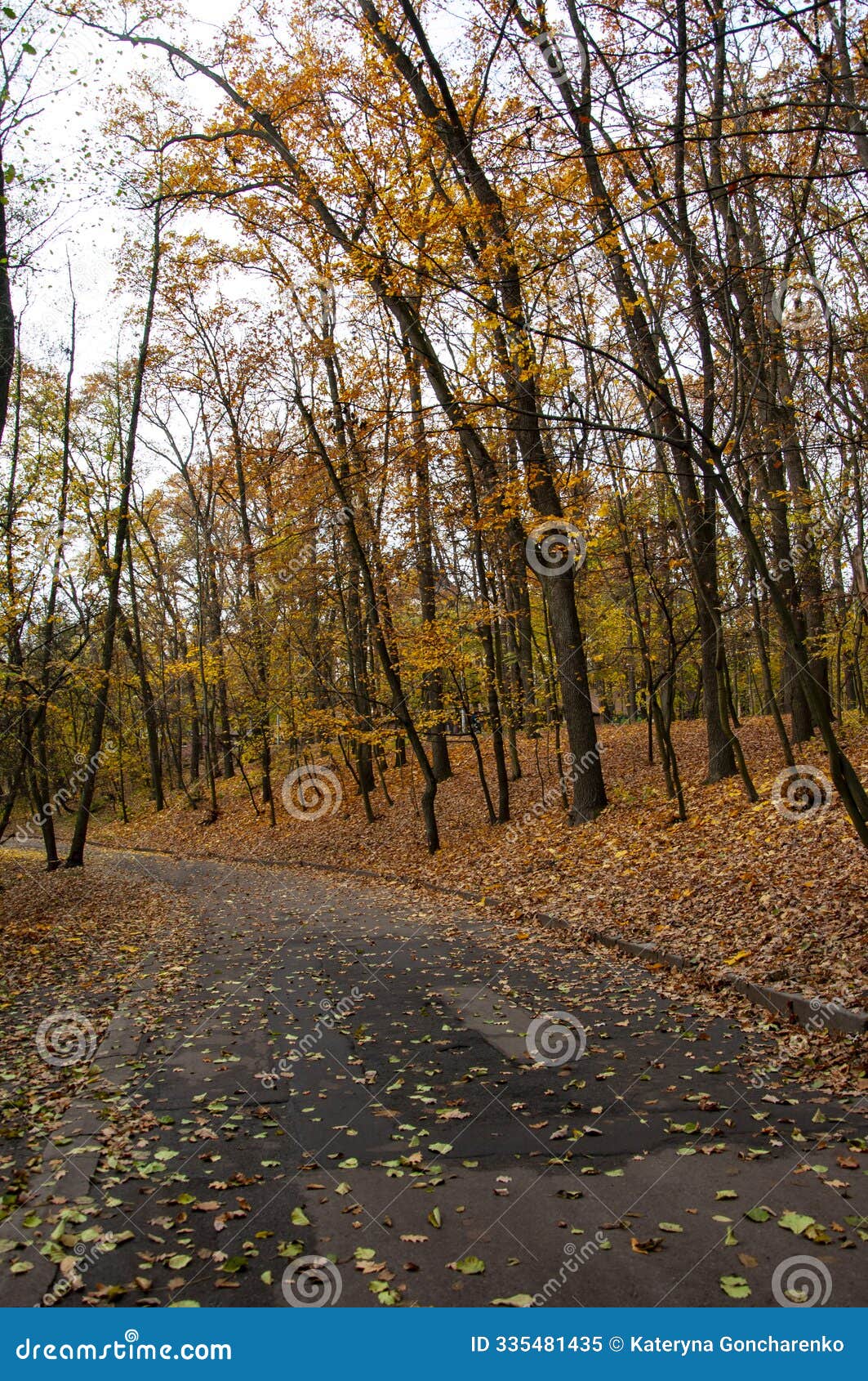 Road Path Way in Autumn Park. Central Park of New York with Pathway ...