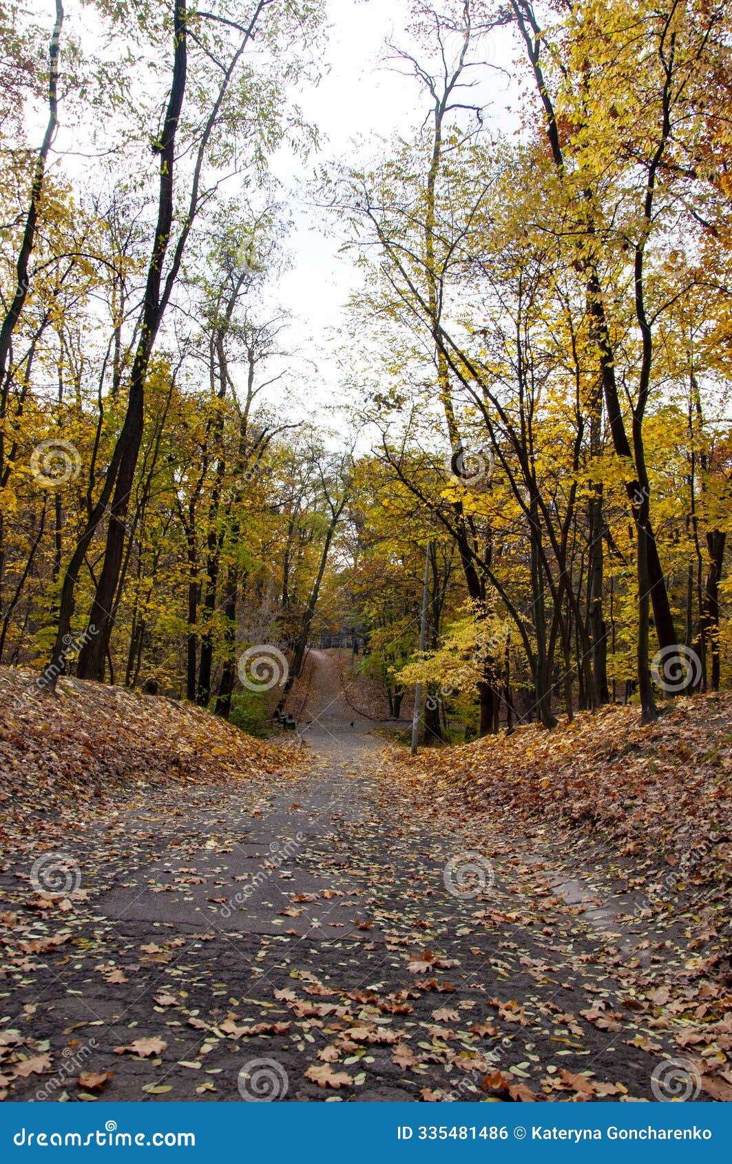 Road Path Way in Autumn Park. Central Park of New York with Pathway ...