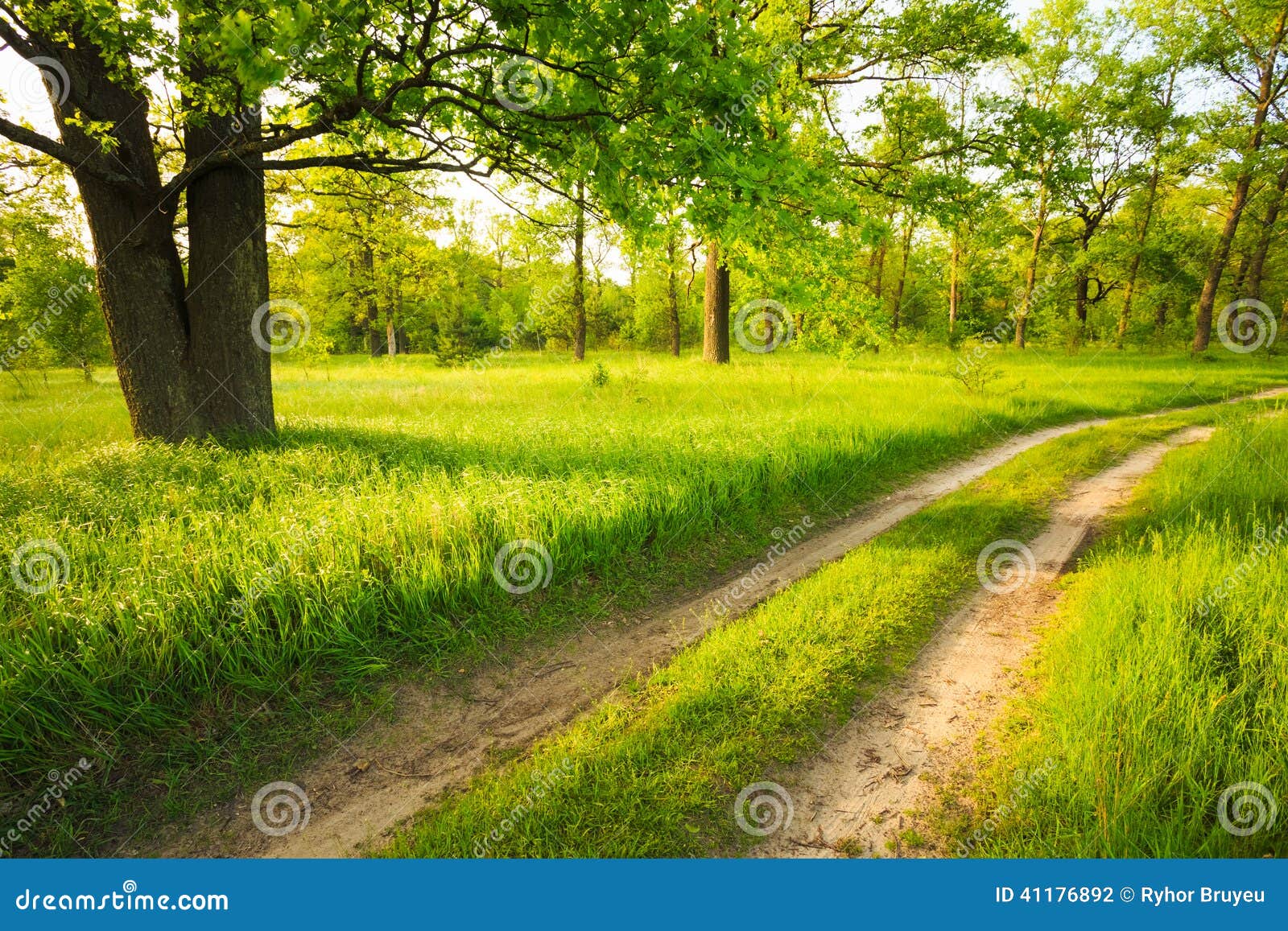 Road Path Of Trees Stock Image | CartoonDealer.com #542995