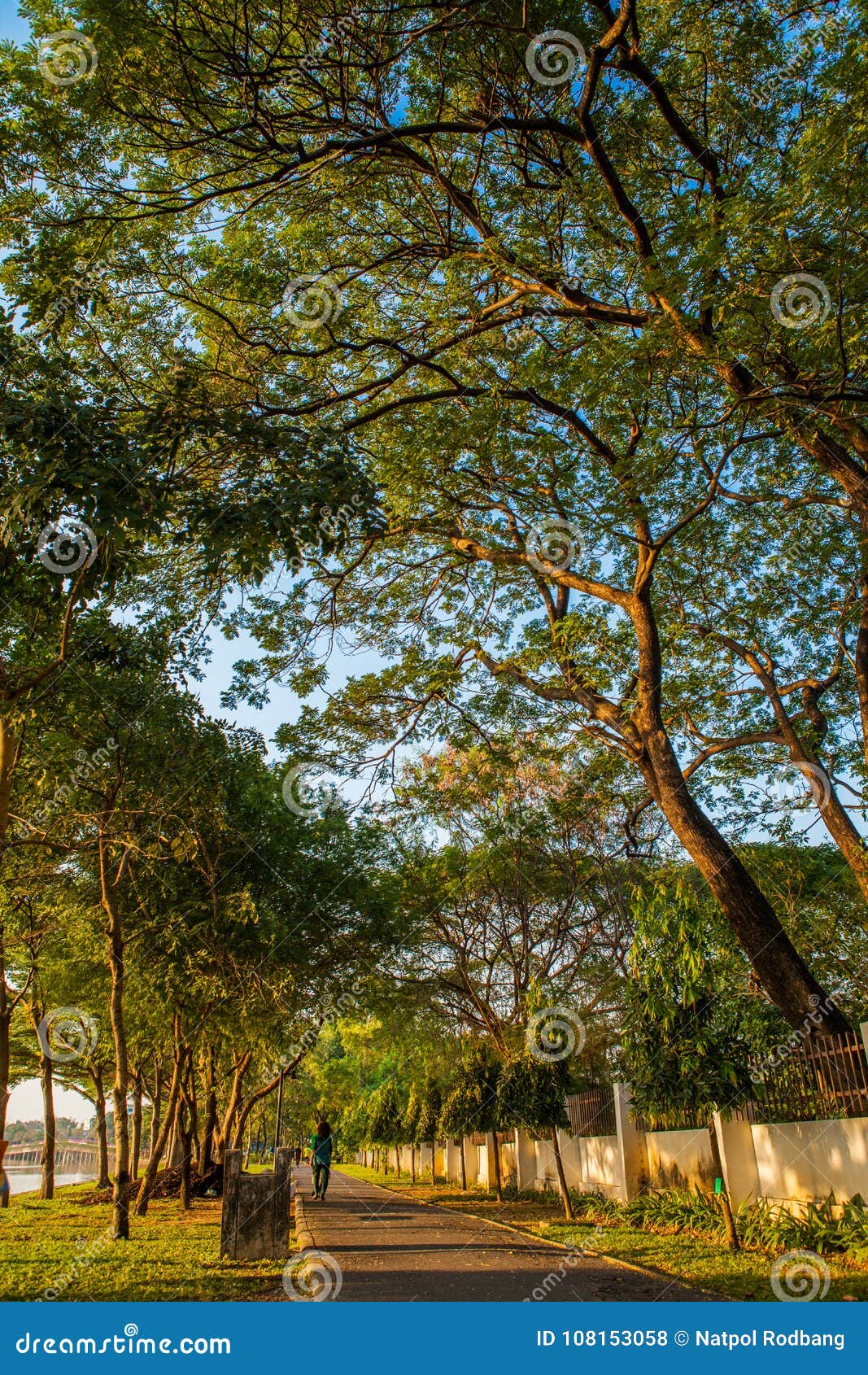 Road Pathway Jogging Track in the Public Park Under Big Tree Stock ...