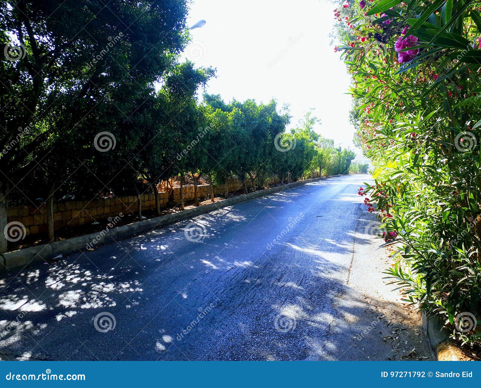 Road Pathway stock photo. Image of pathway, plants, shade - 97271792