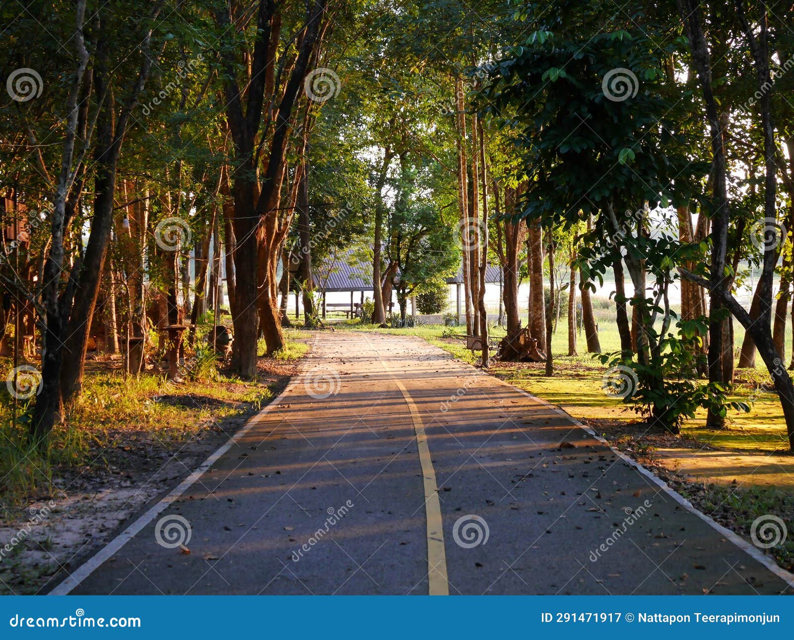 Road and Pathway with Trees in the Sunset, Spring Landscape with ...