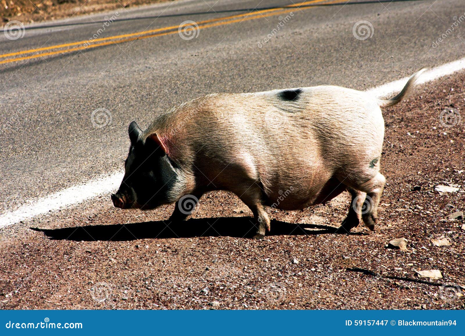 Road Pig-1 stock image. Image of livestock, ranch, farm - 59157447