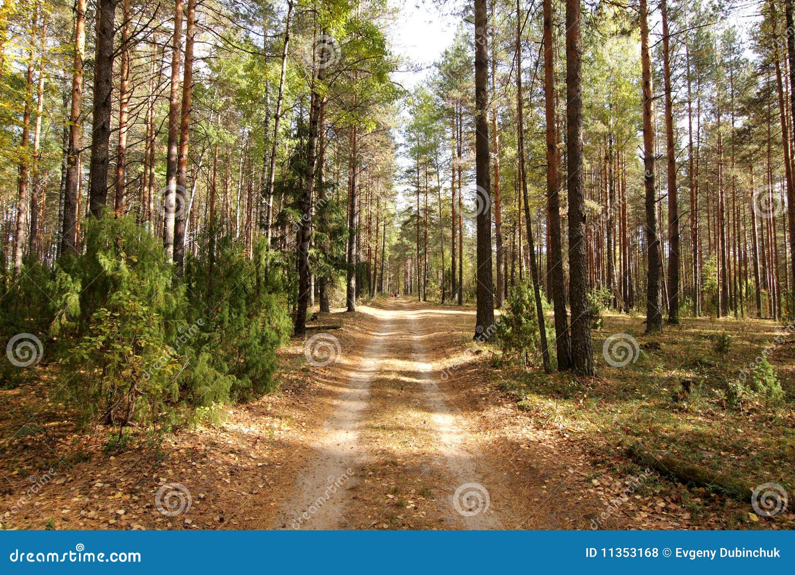 Road in pine forest stock photo. Image of motion, grass - 11353168