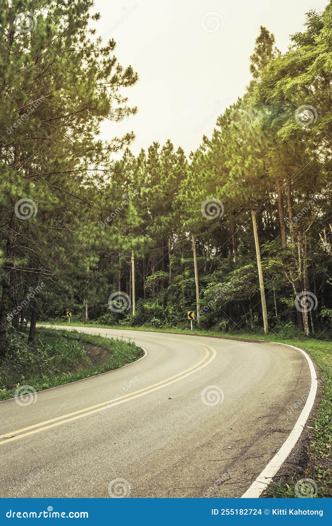 Road in the Pine forest stock photo. Image of natural - 255182724