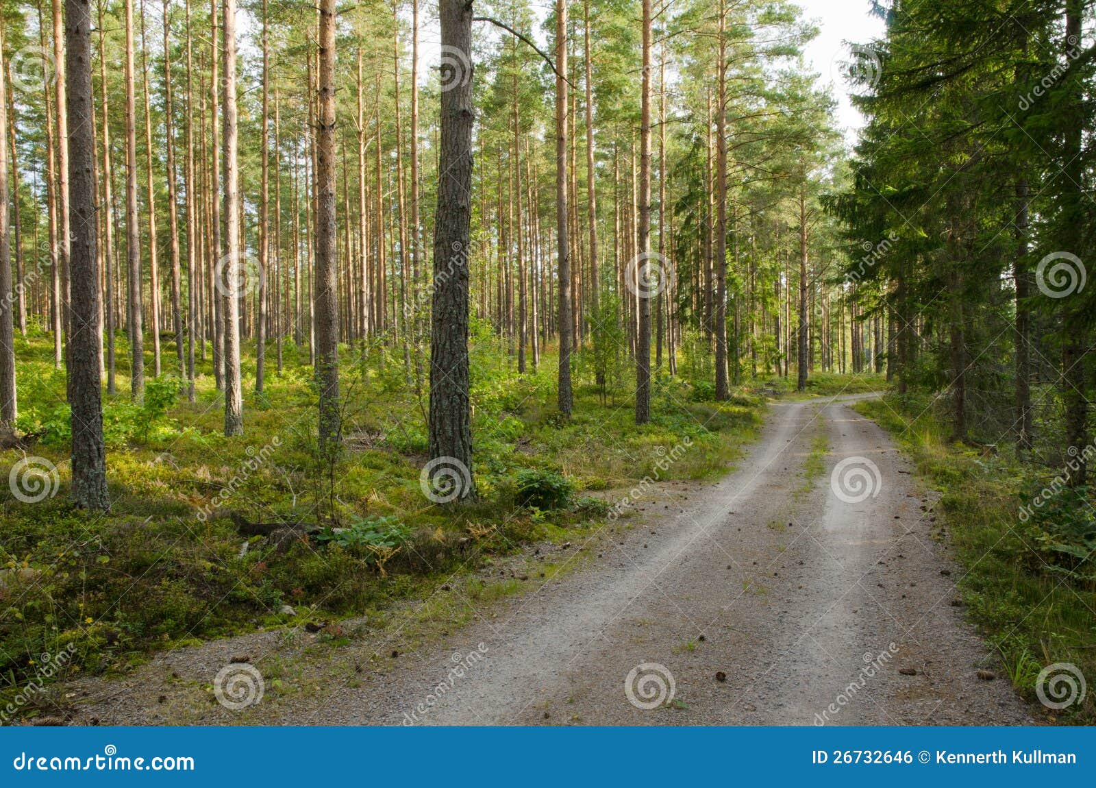 Road into a pine forest stock photo. Image of sunlight - 26732646