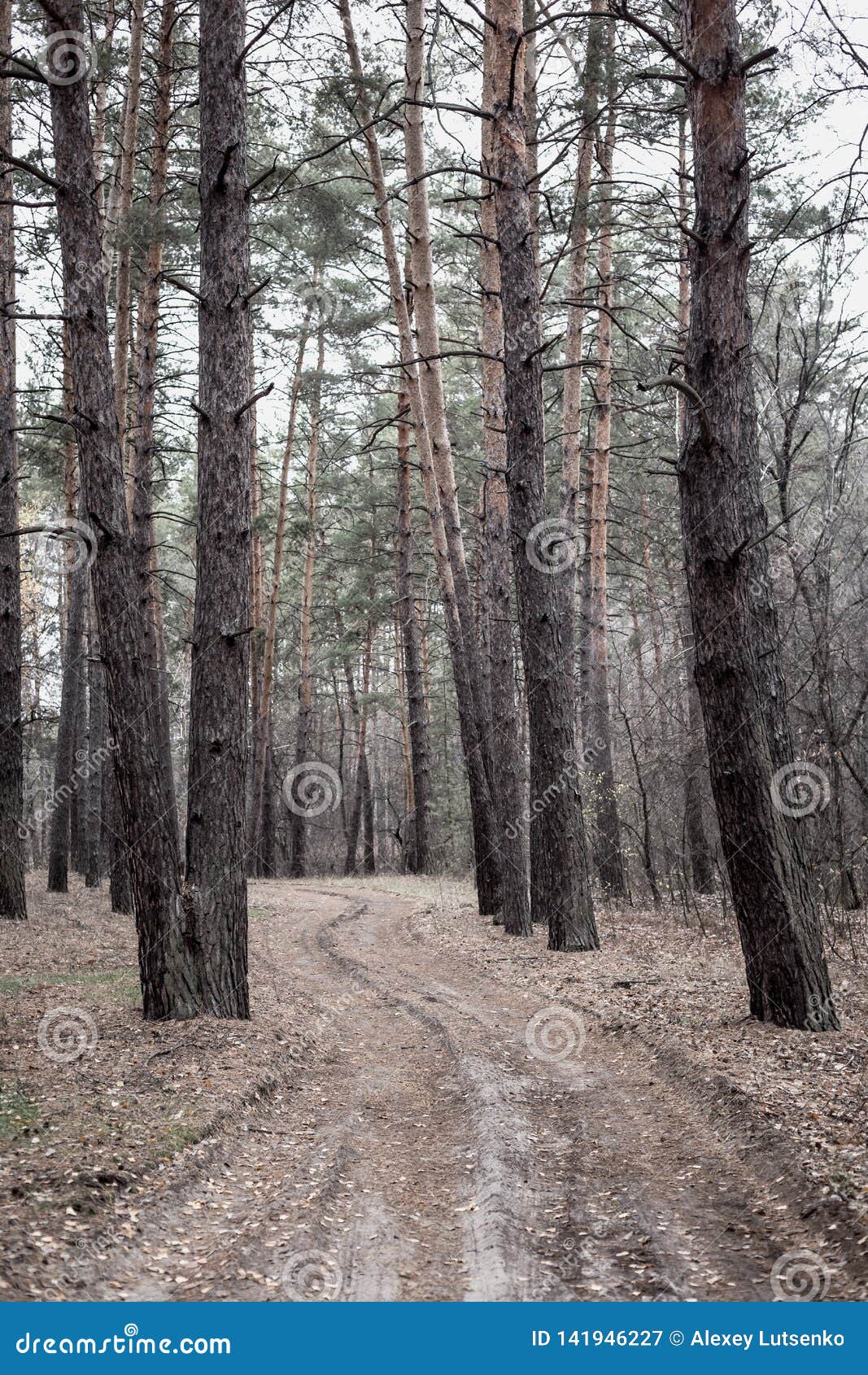 Road in the Pine Forest in Autumn Stock Image - Image of land ...