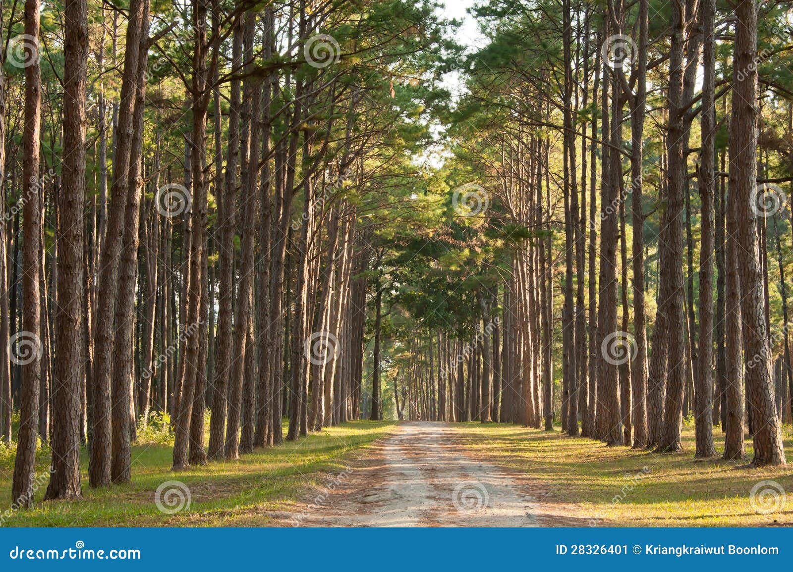Road Between Pine Trees Royalty-Free Stock Photo | CartoonDealer.com ...