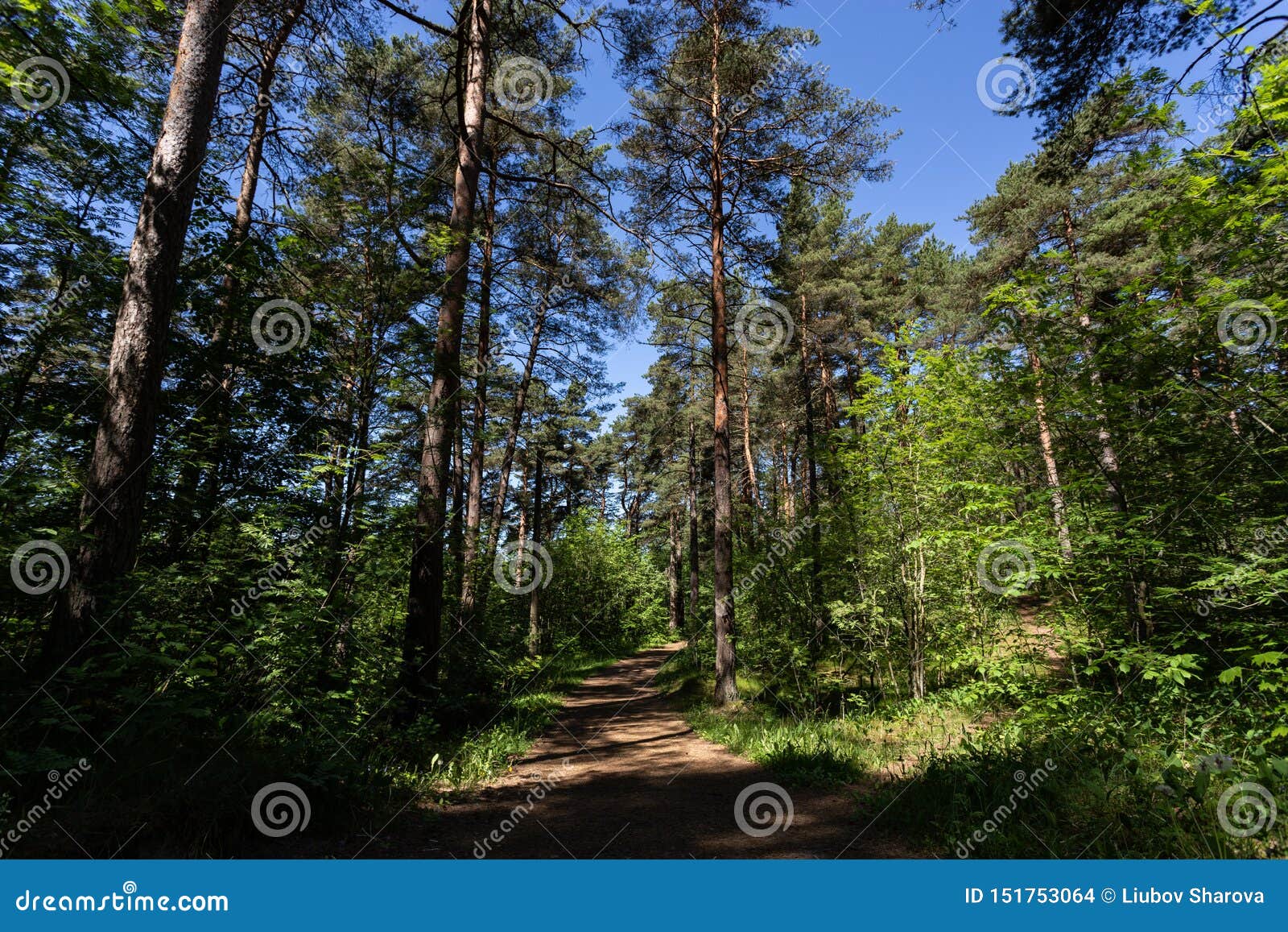 Road in the pine forest stock photo. Image of forest - 151753064