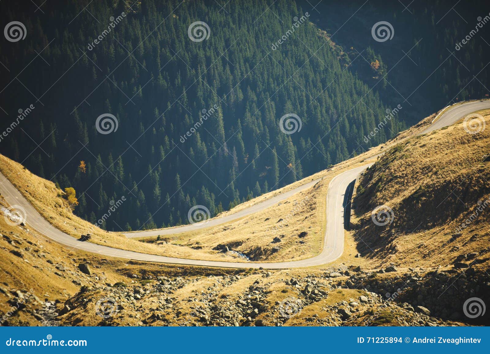 Road at Pine Forest stock photo. Image of natural, landscape - 71225894