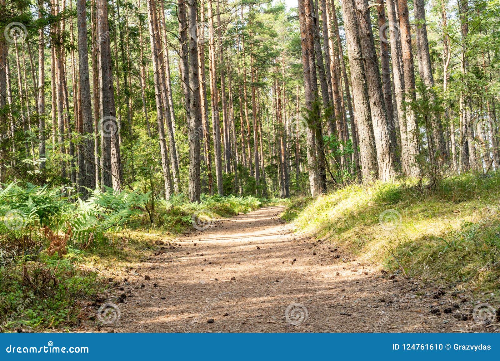 The Road through the Pine Forest Stock Photo - Image of pine ...