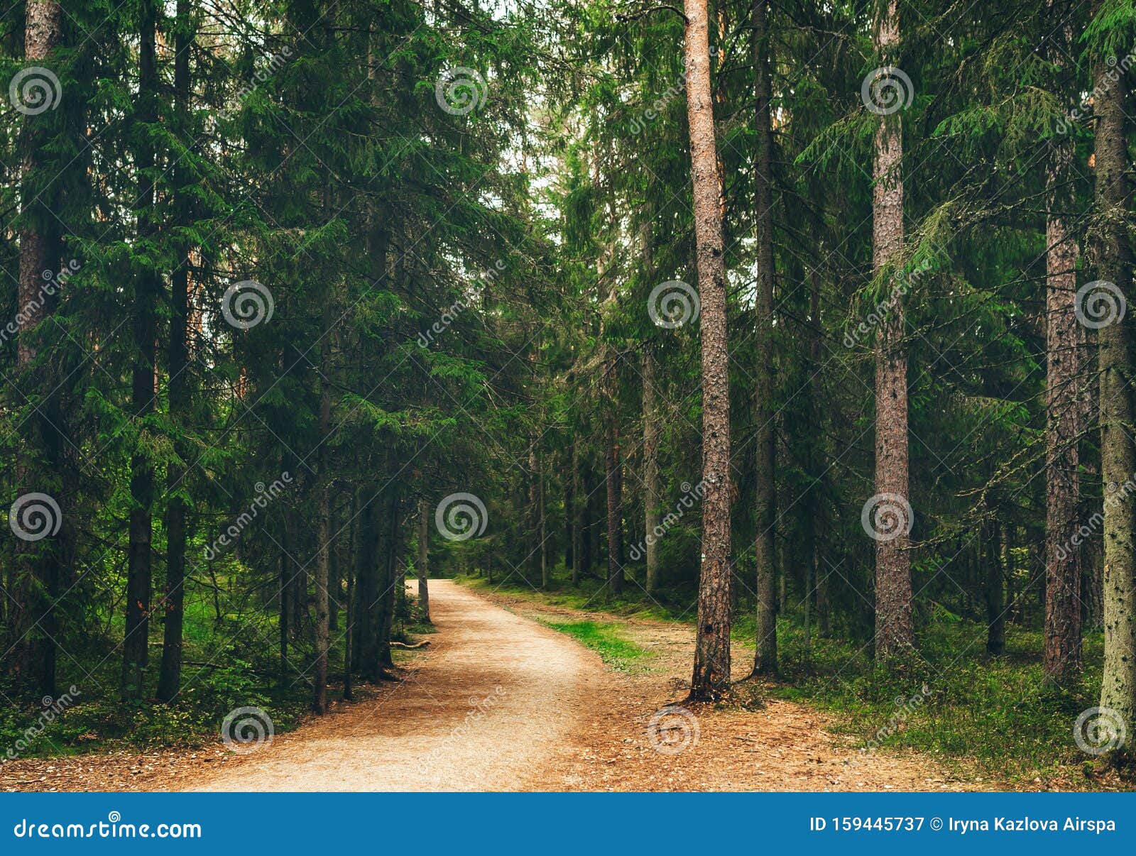 The Road in the Pine Forest. Forest and a Pathway Stock Image - Image ...