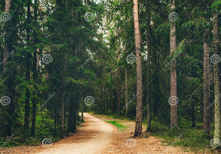 The Road in the Pine Forest. Forest and a Pathway Stock Image - Image ...