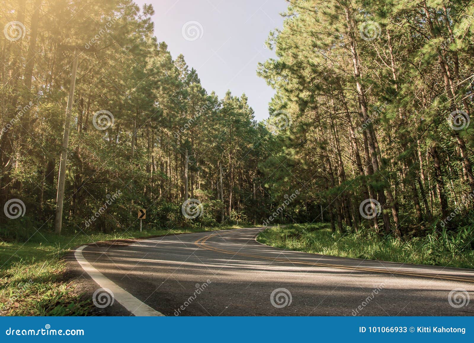 Road in the Pine forest stock image. Image of country - 101066933