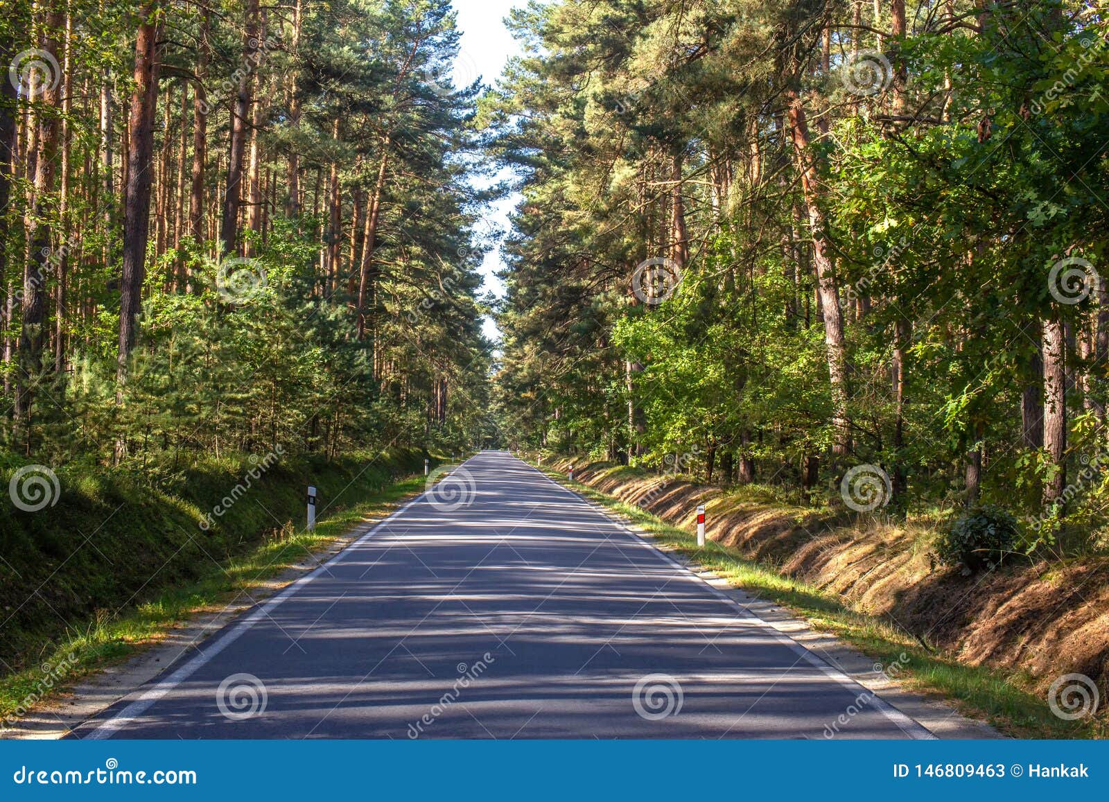Road in the pine forest stock image. Image of wood, road - 146809463