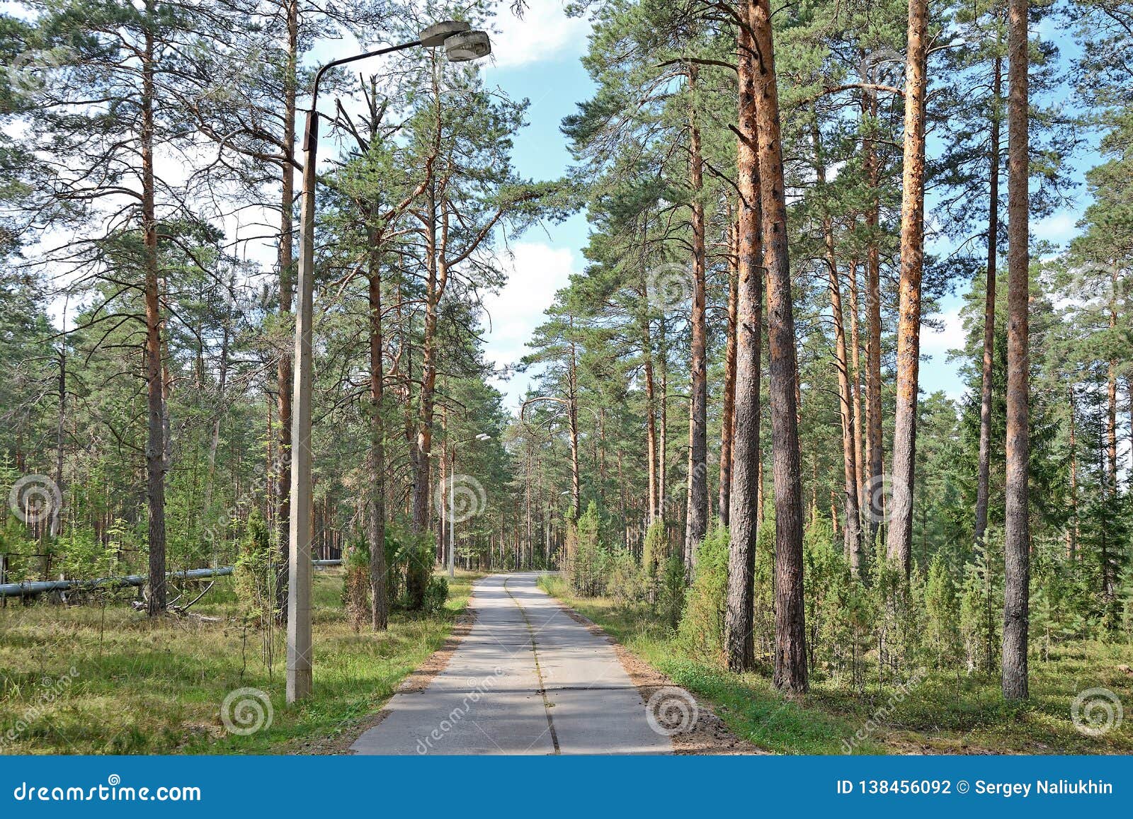 Road through pine forest stock photo. Image of grass - 138456092