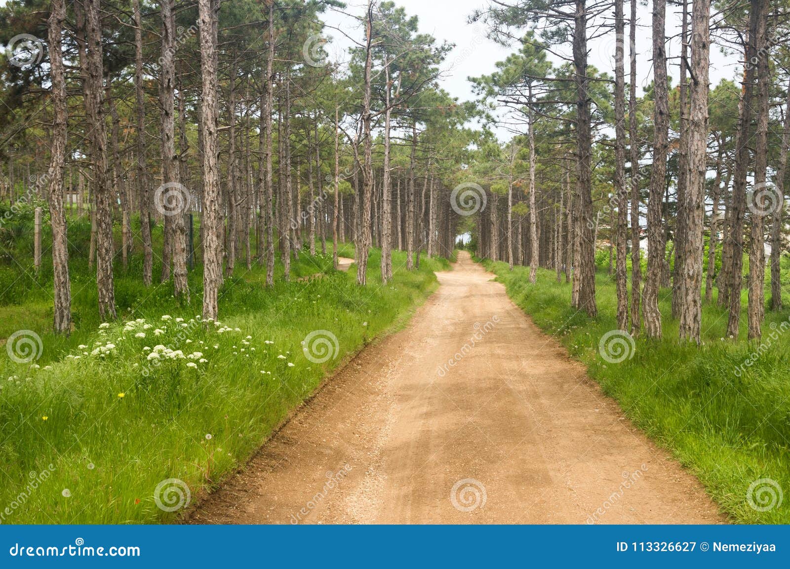 Pine spring Park stock image. Image of park, view, green - 113326627