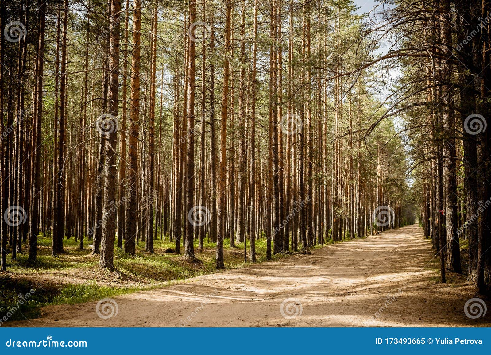 Road at a Pine Tree Forest.Forest Path Sunlight Scene. Deep Forest ...
