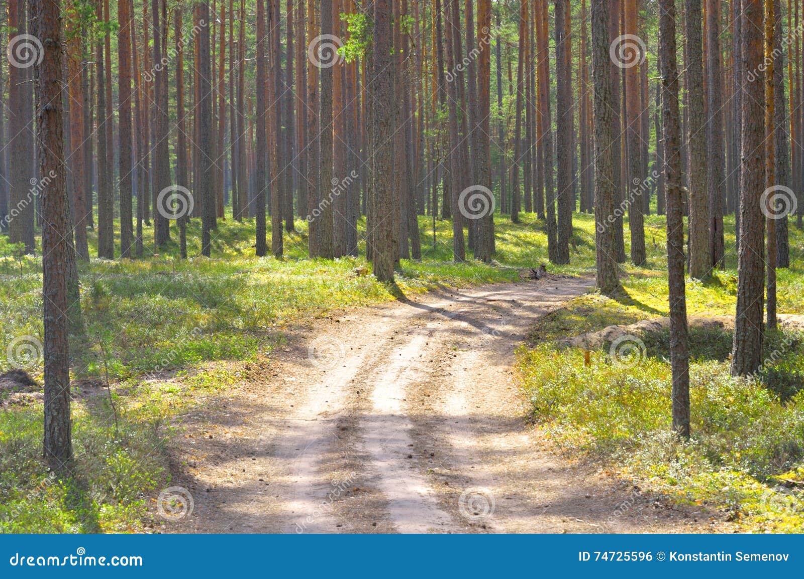 Road in pine tree forest. stock photo. Image of beautiful - 74725596