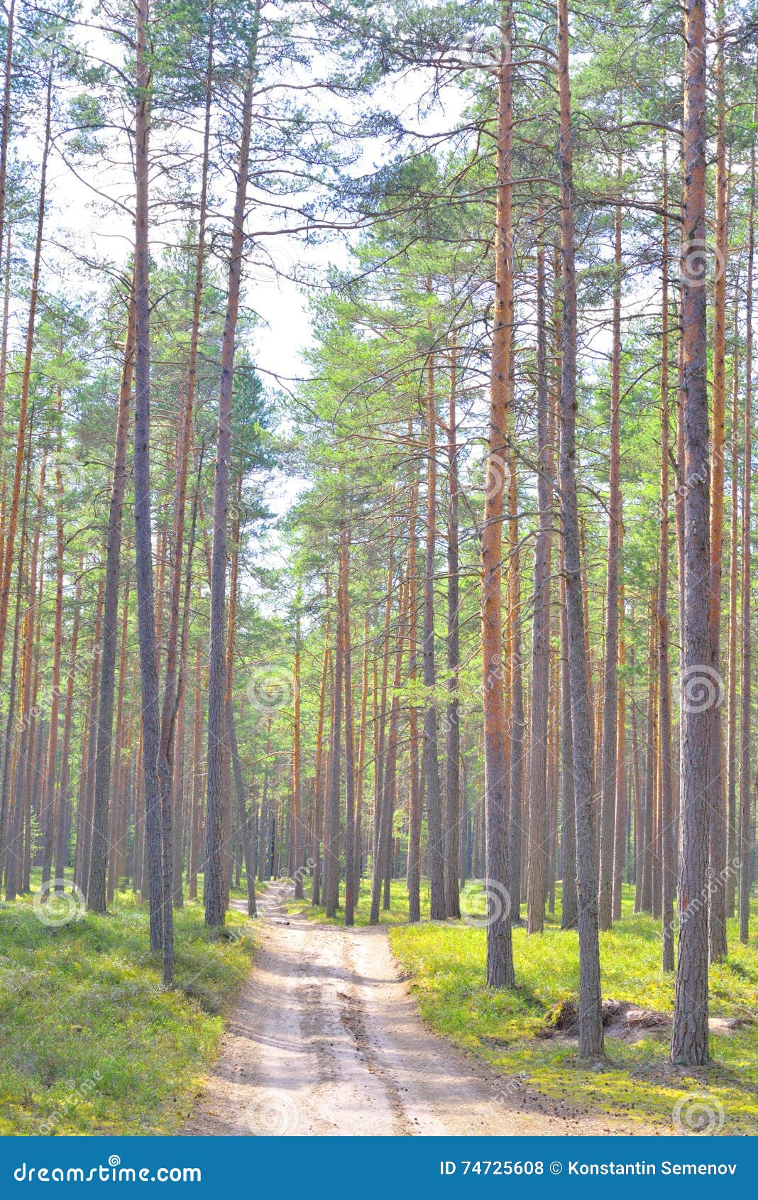 Road in pine tree forest. stock photo. Image of country - 74725608