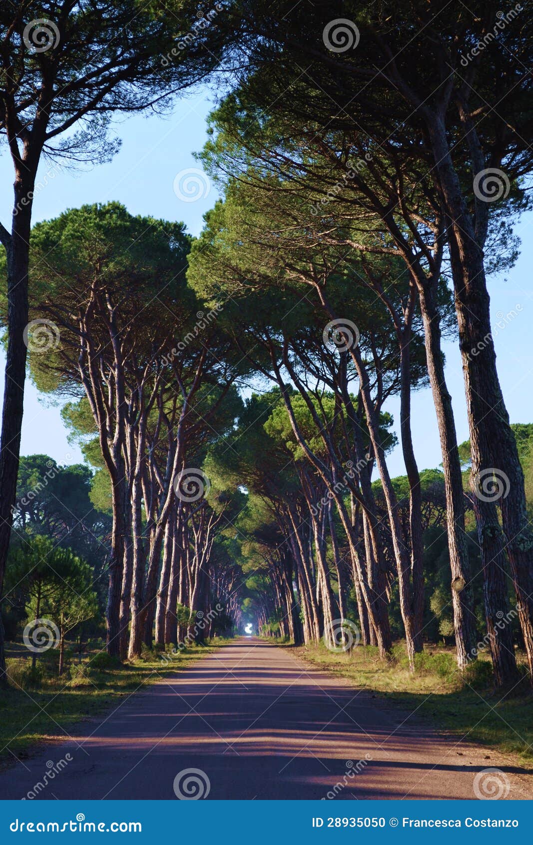 Road with pine trees stock photo. Image of grass, green - 28935050
