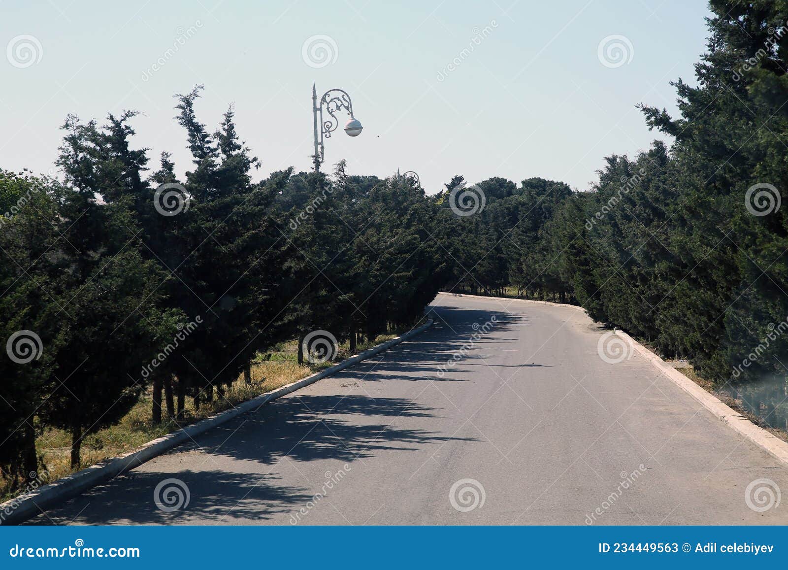 A Road with Pine Trees on Both Sides . Pine Trees on the Side of the ...