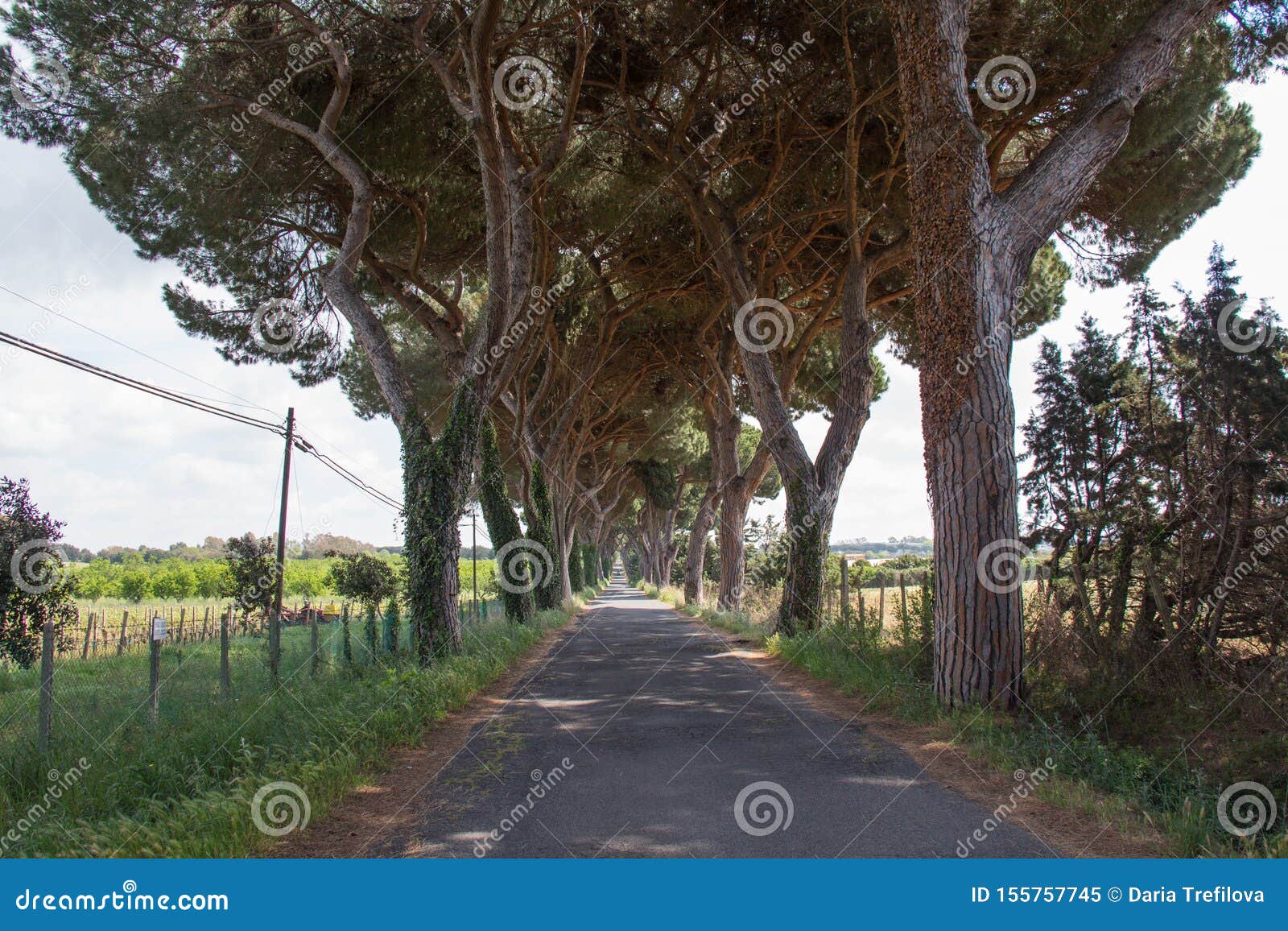 Road and Pine Trees at Side, Ostia, Lazio, Italy Stock Image - Image of ...