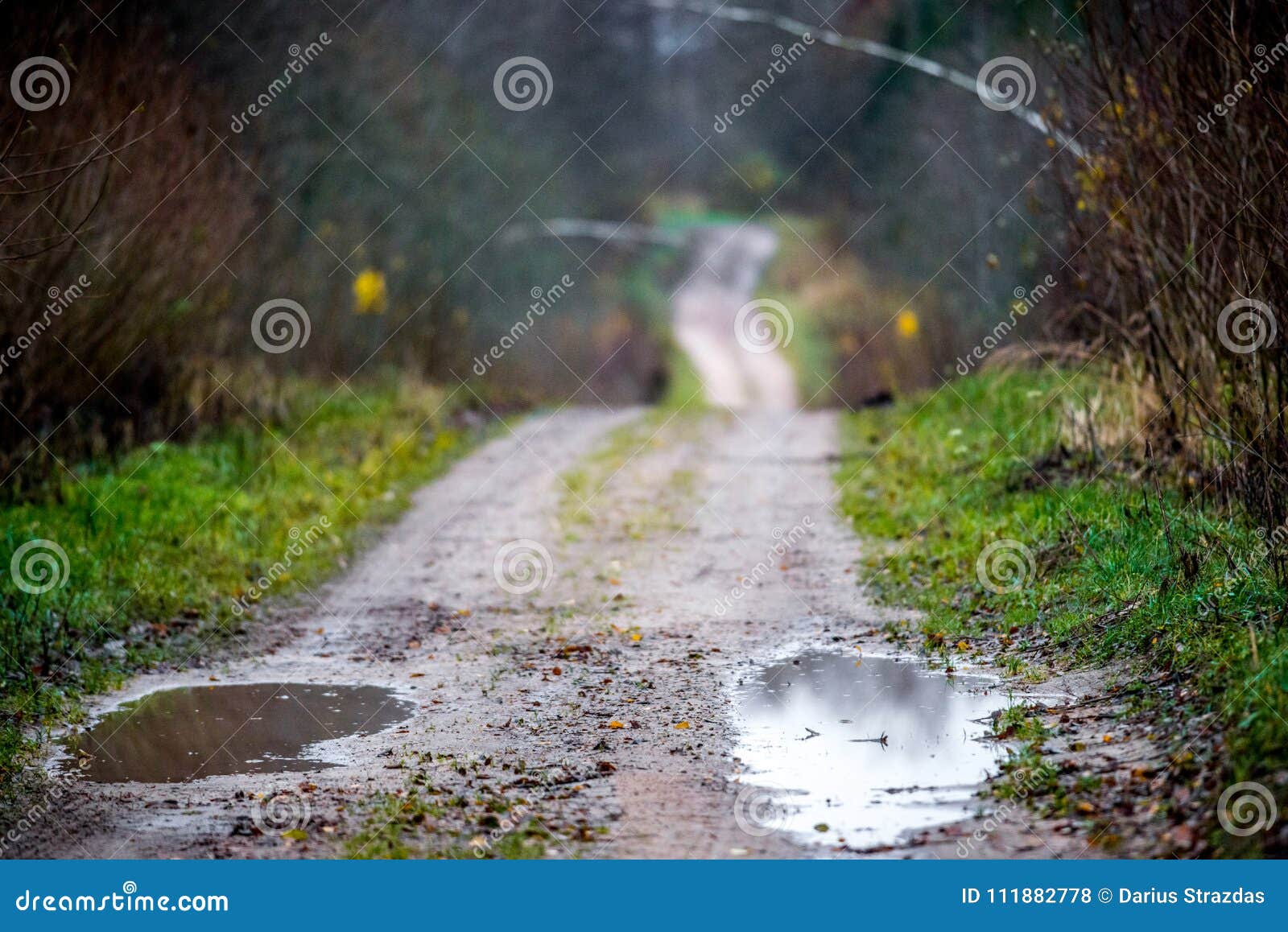 Road with Puddles in Forest Stock Photo - Image of fall, puddles: 111882778