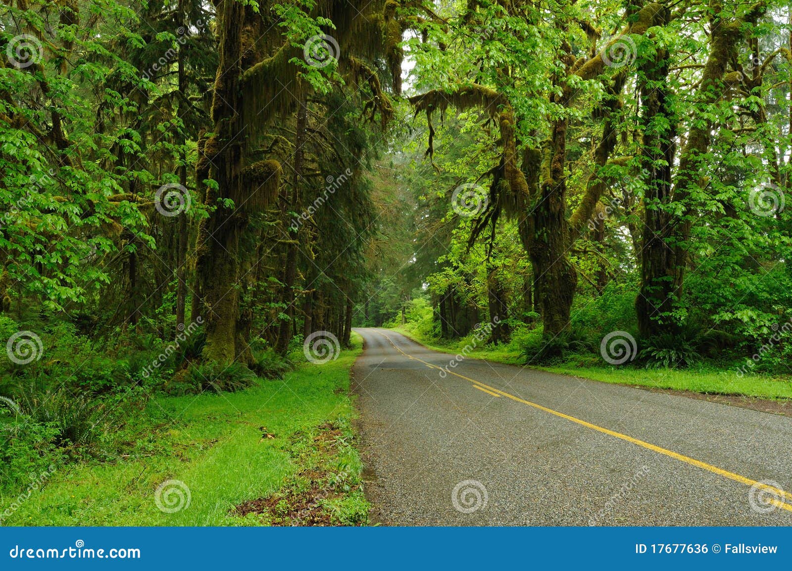 Road in rain forest stock photo. Image of beautiful, bush - 17677636