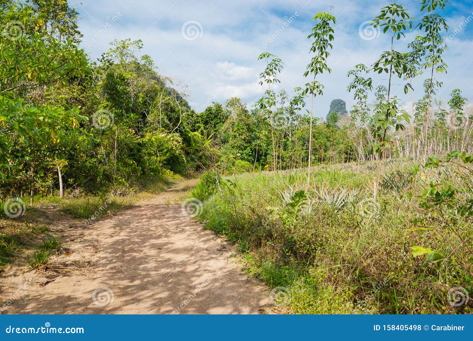 Road in the rainforest stock photo. Image of idyllic - 158405498