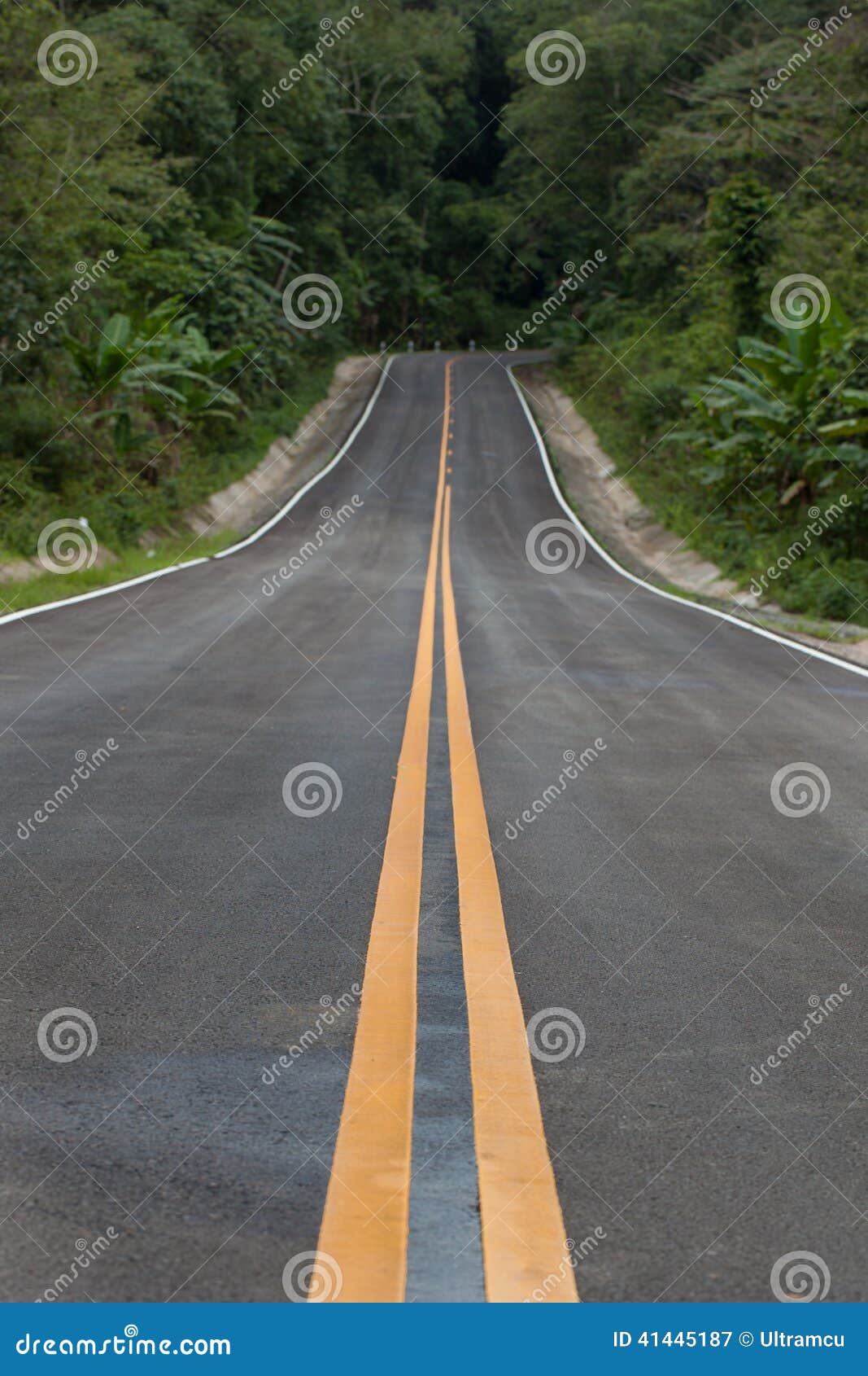 The Road through the Rainforest Stock Image - Image of open, journey ...