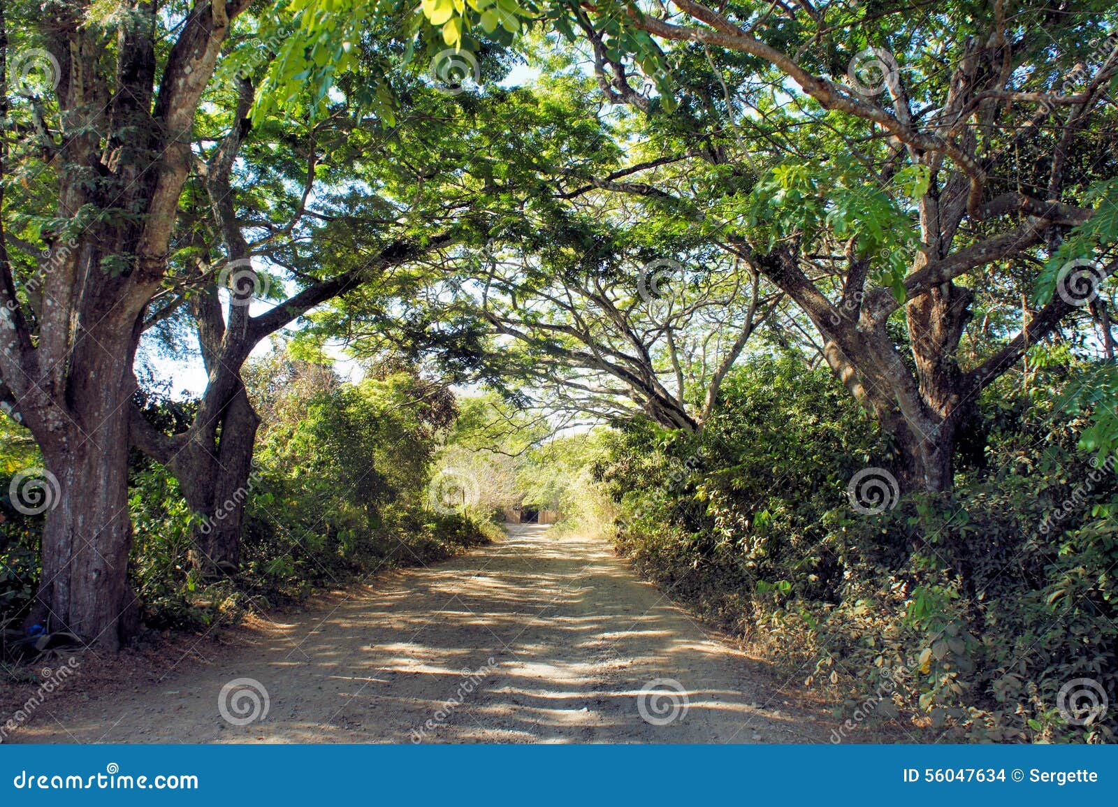 The Road through the Rainforest. Stock Photo - Image of nature ...