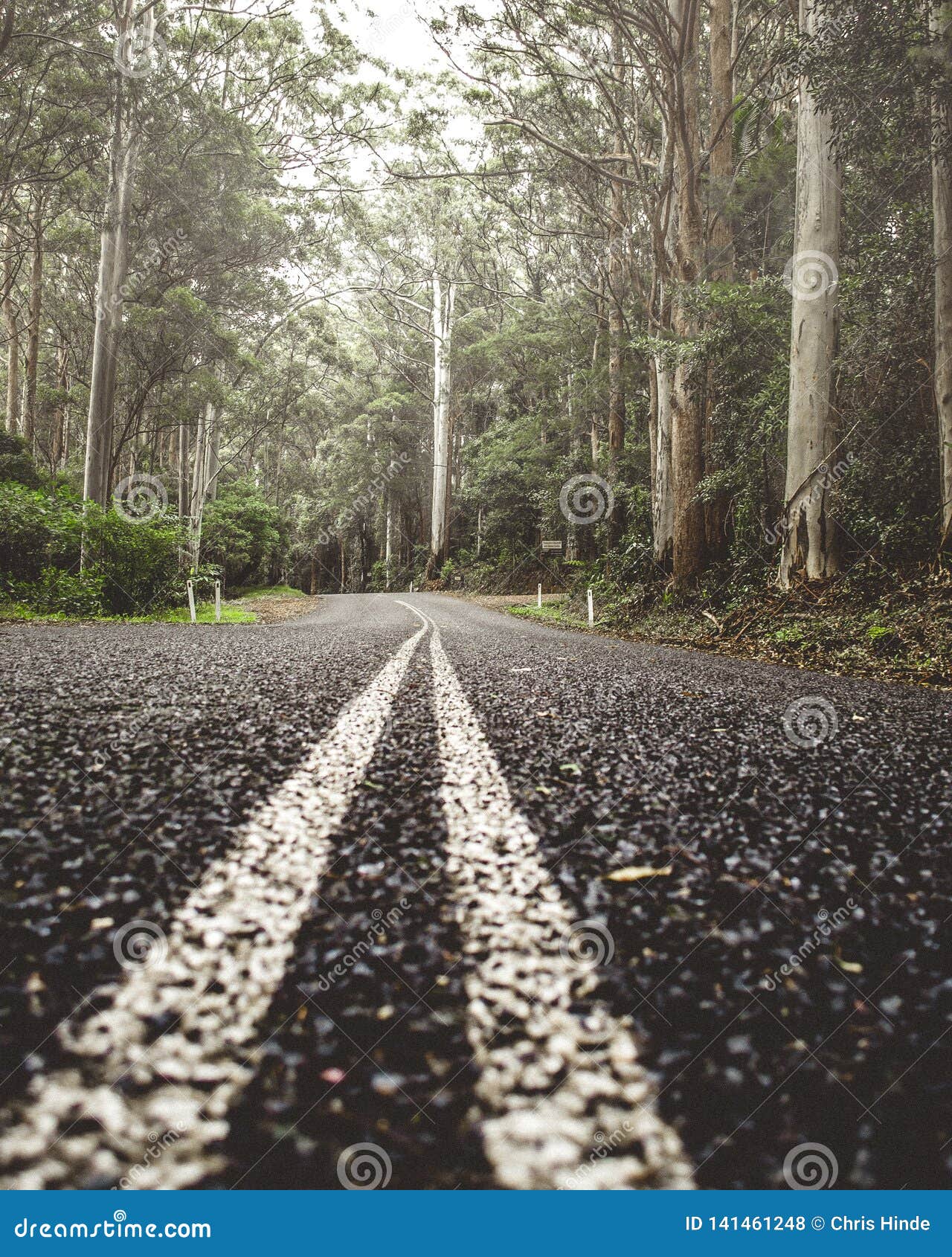 Road in rainforest stock photo. Image of stone, national - 141461248