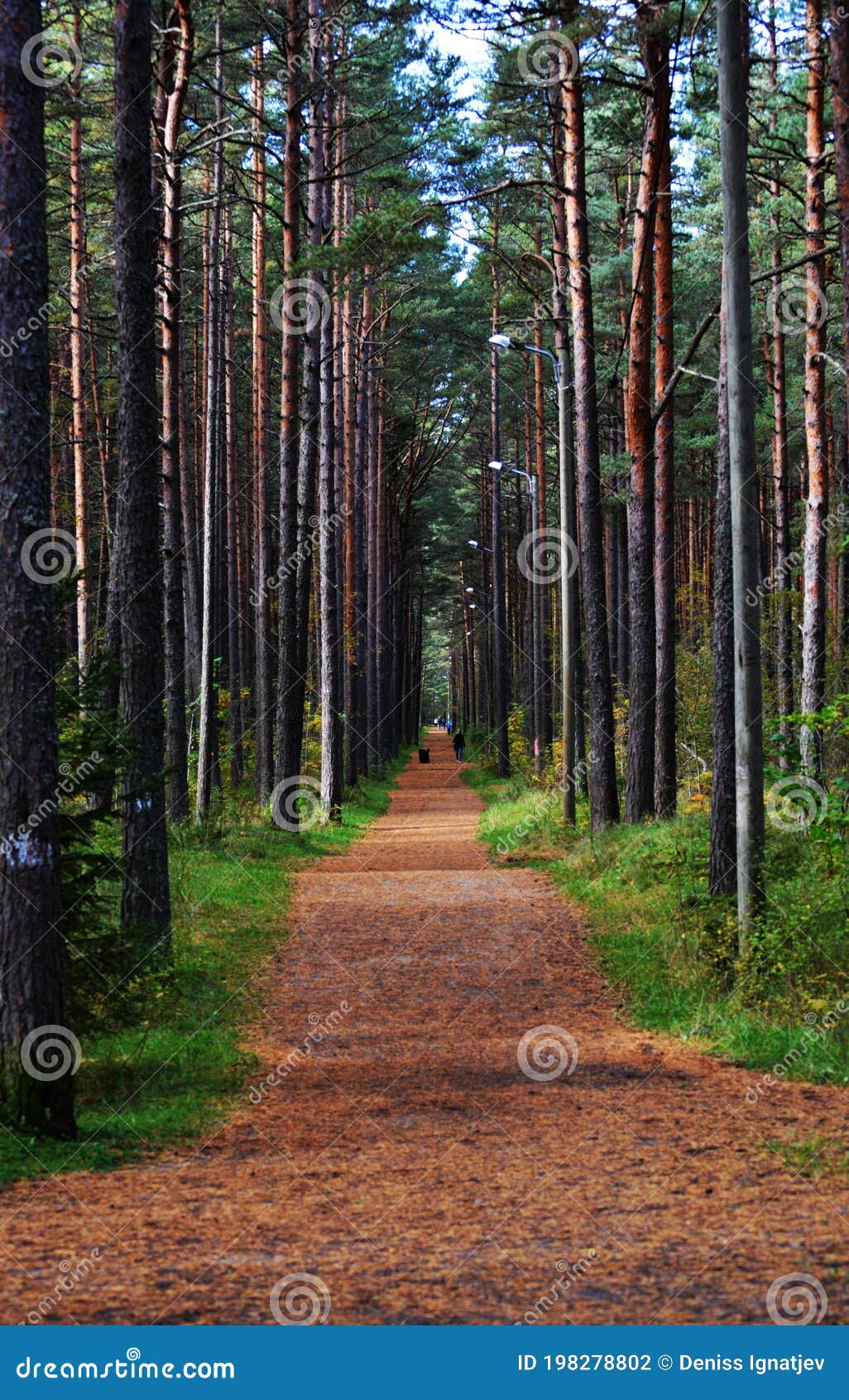 Forest Road Receding into the Distance Stock Photo - Image of tree ...