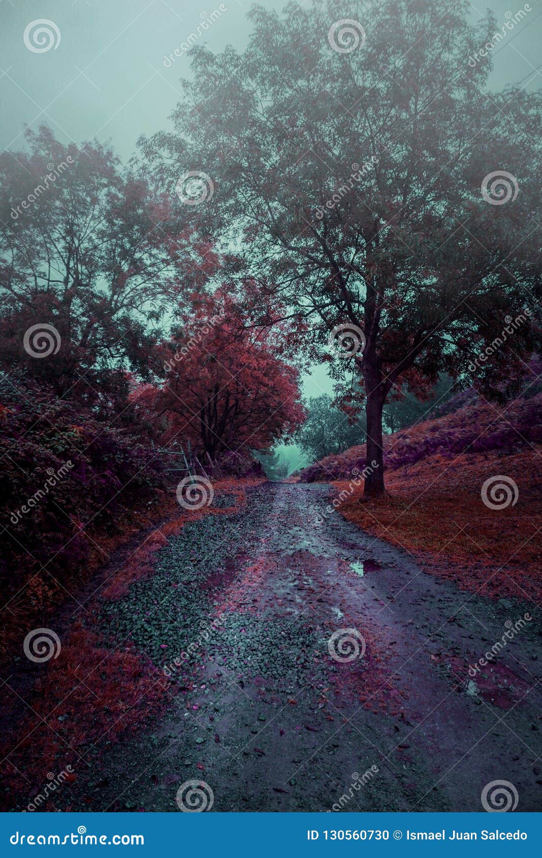 Road and Red Trees in the Mountain Stock Photo - Image of relaxing ...