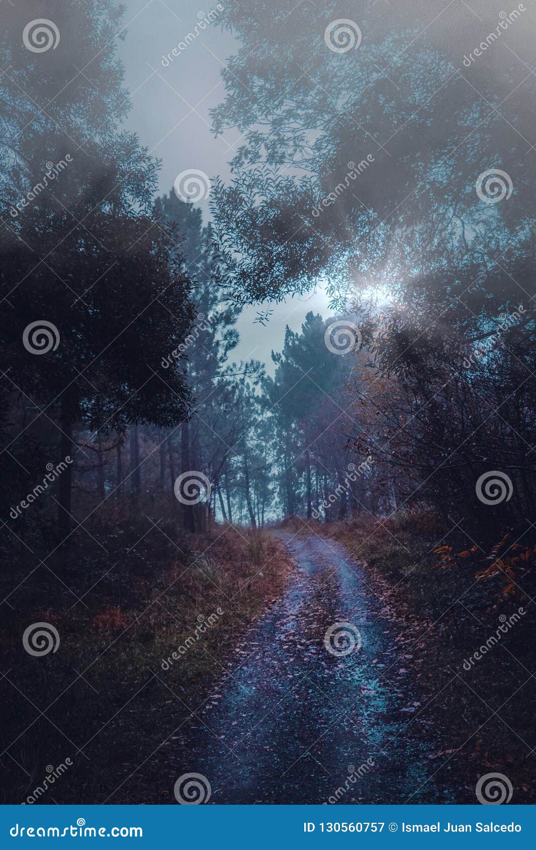 Road and Red Trees in the Mountain Stock Image - Image of nature ...